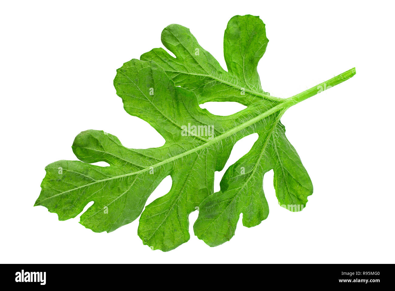 Watermelon leaf hi-res stock photography and images - Alamy
