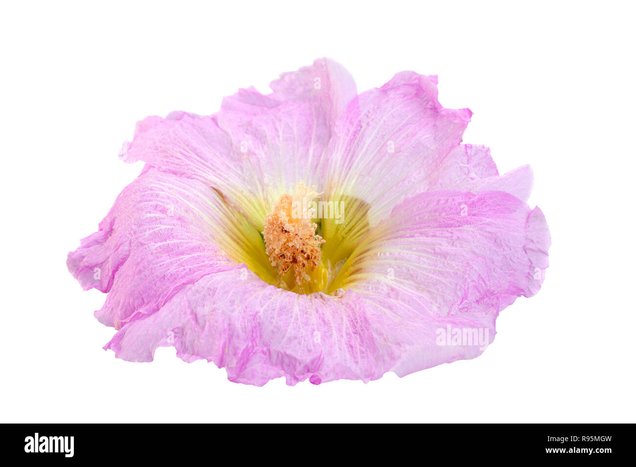 Mallow flower head closeup isolated on white background Stock Photo - Alamy