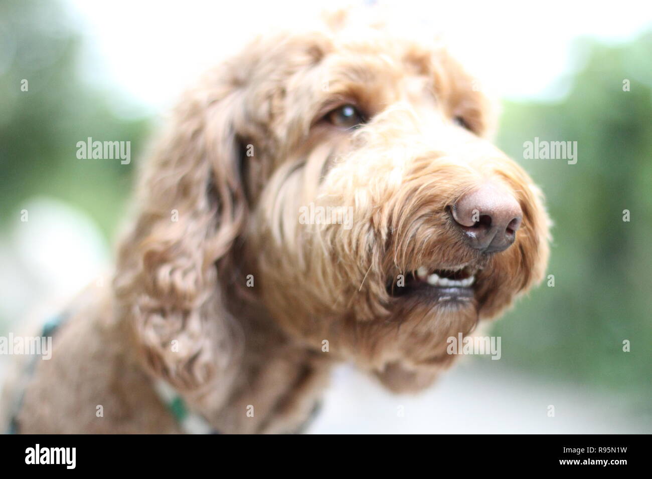 Light brown puppy hi-res stock photography and images - Alamy