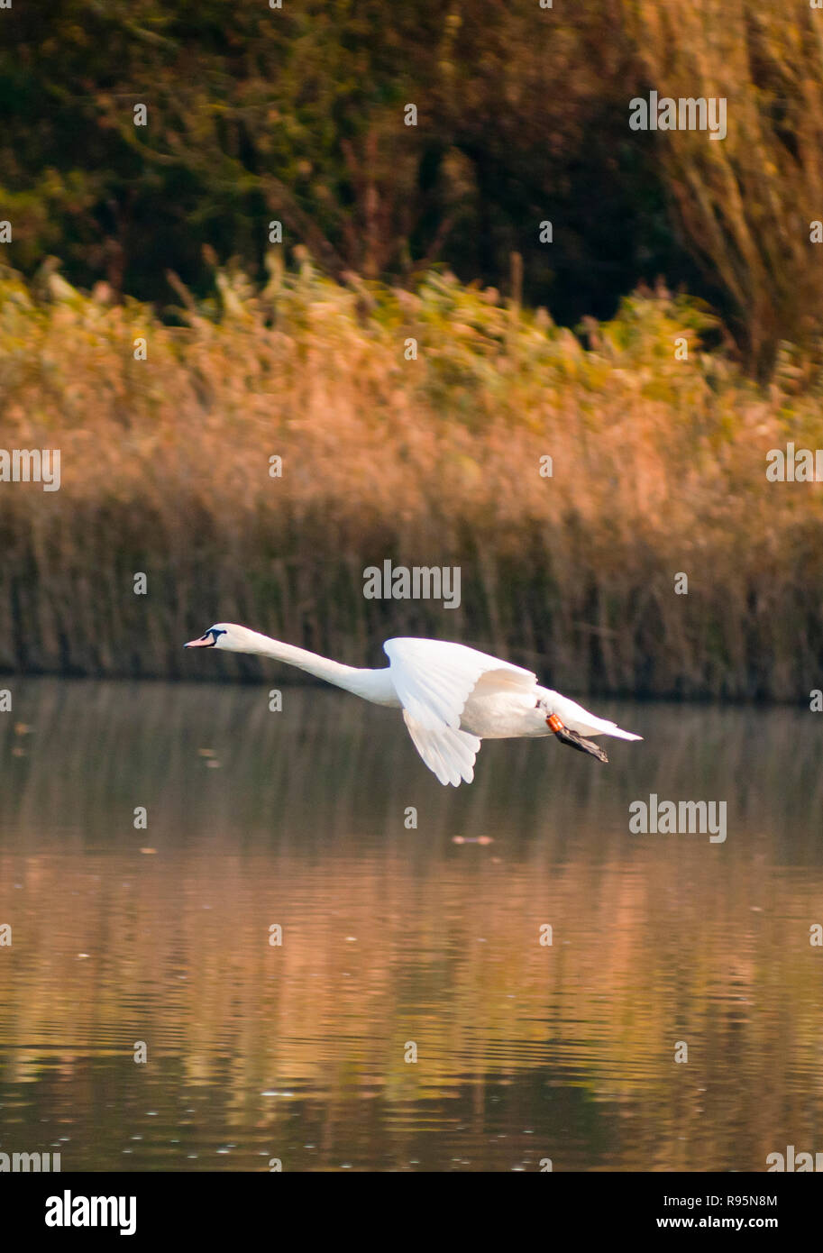 Swans fly over the lake hi-res stock photography and images - Alamy