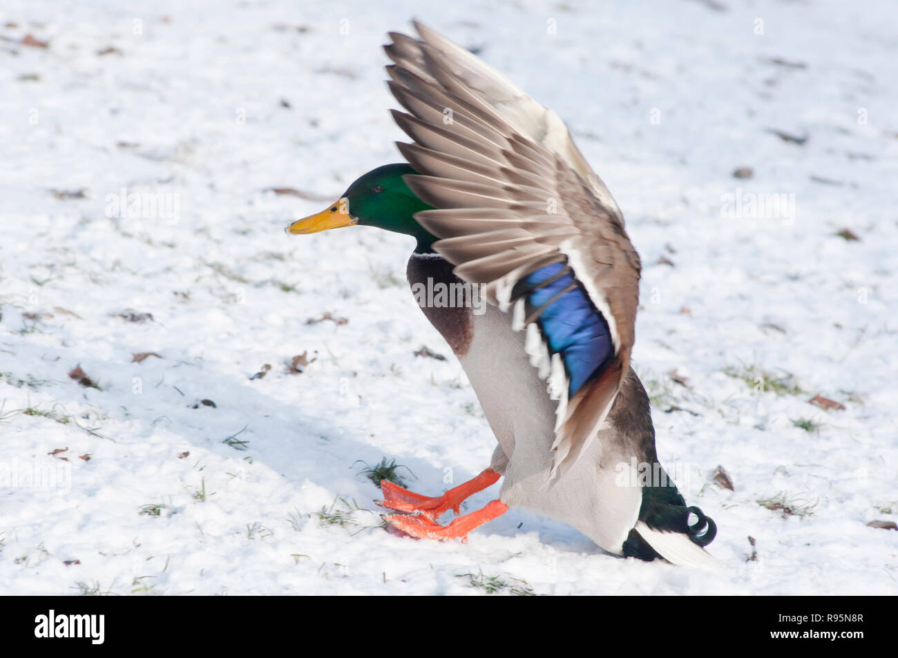 Drakes landing hi-res stock photography and images - Alamy