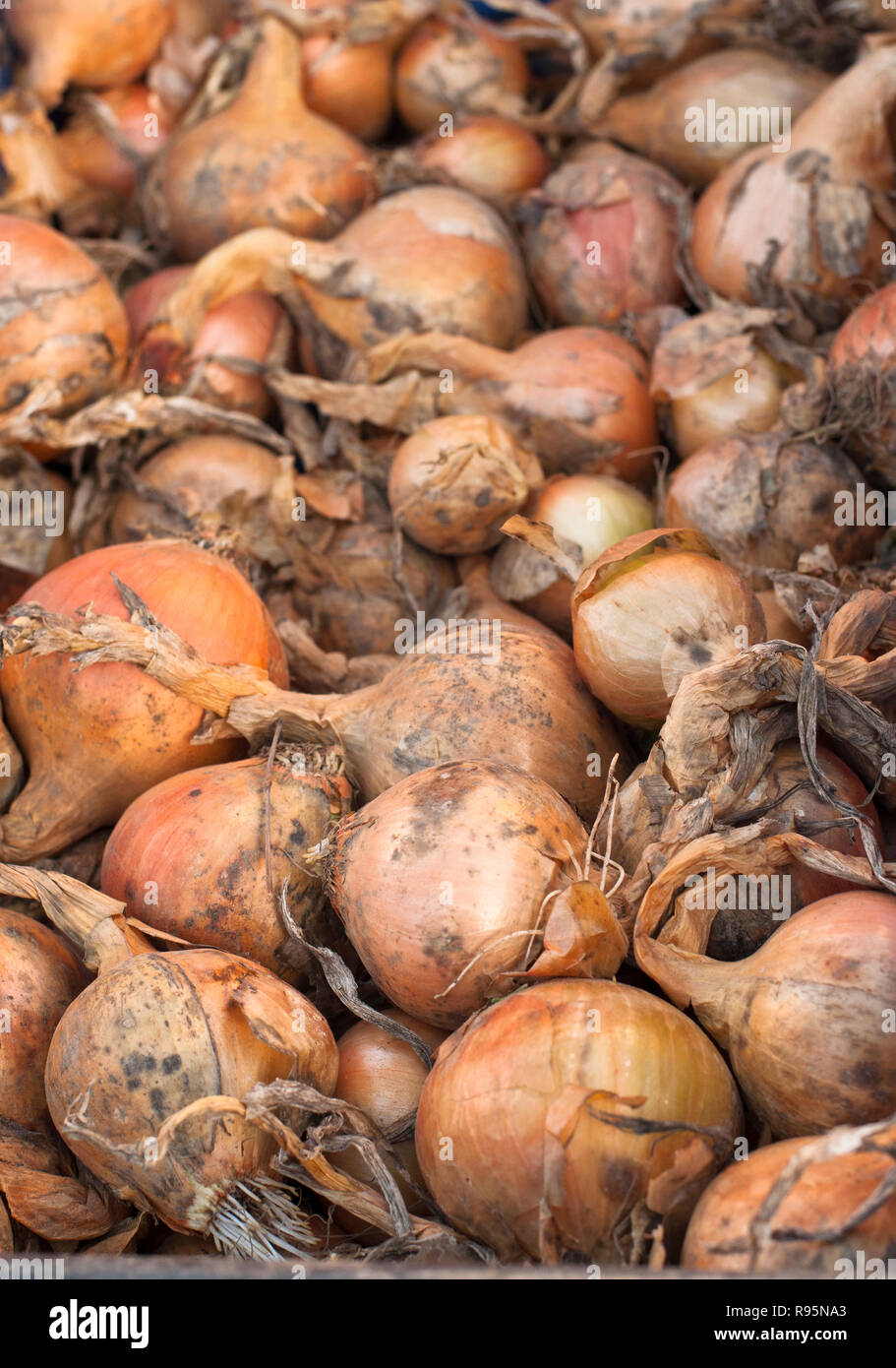 Onions for sale at local market Stock Photo - Alamy
