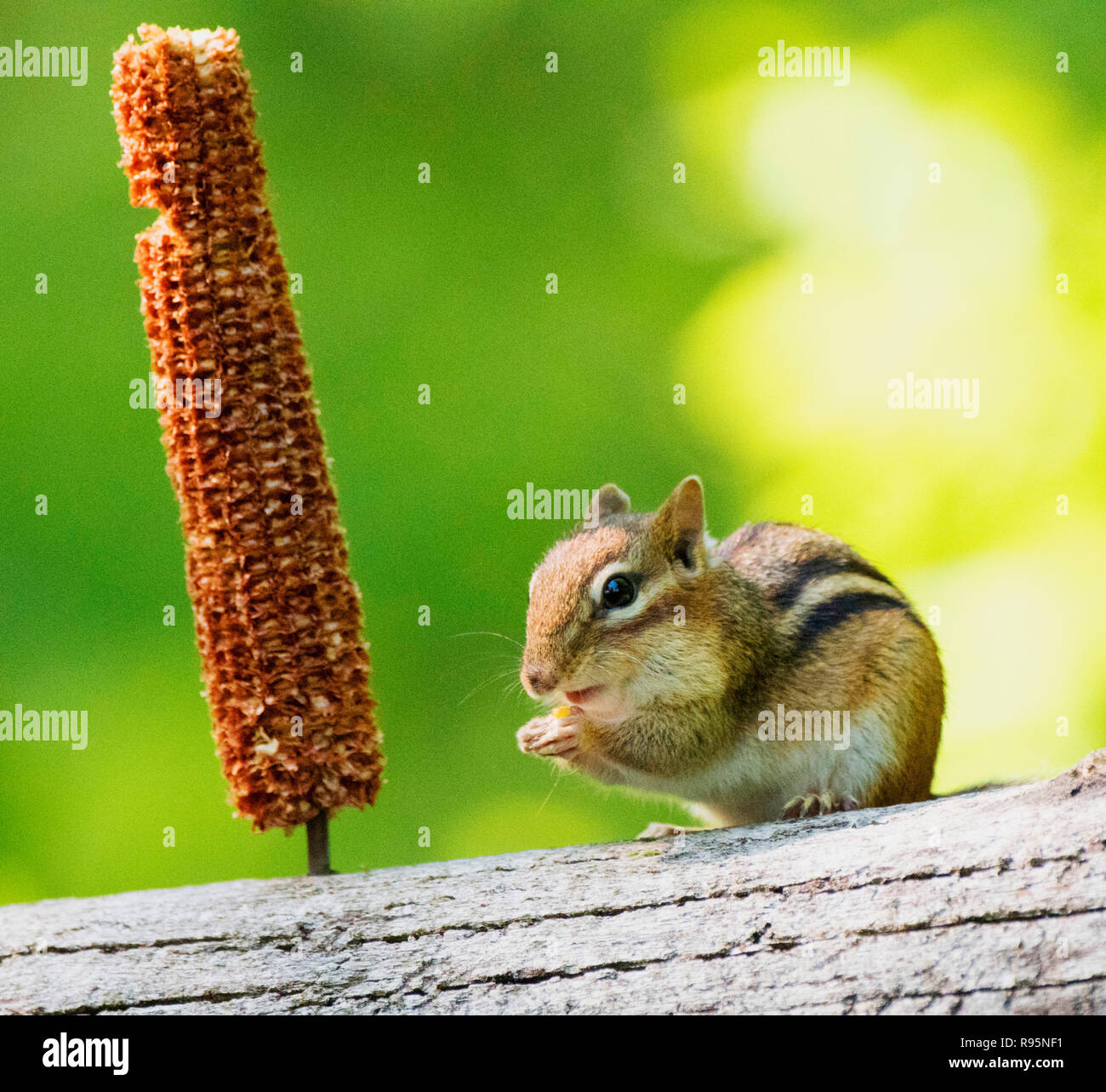 Chipmunk habitat hi-res stock photography and images - Alamy