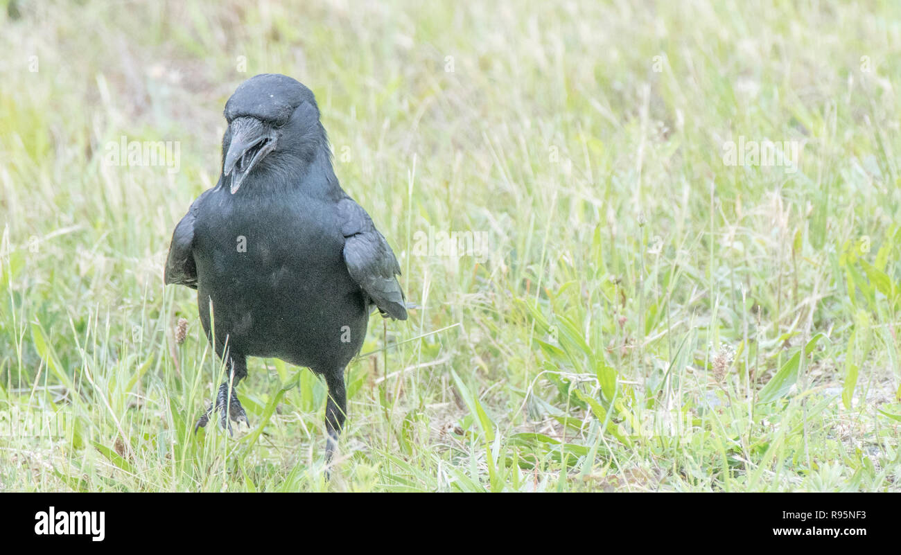 Large black crow hi-res stock photography and images - Alamy