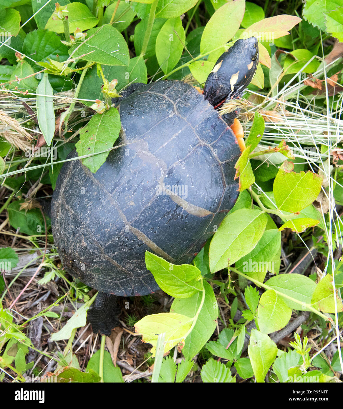 Turtle shell carapace hi-res stock photography and images - Alamy