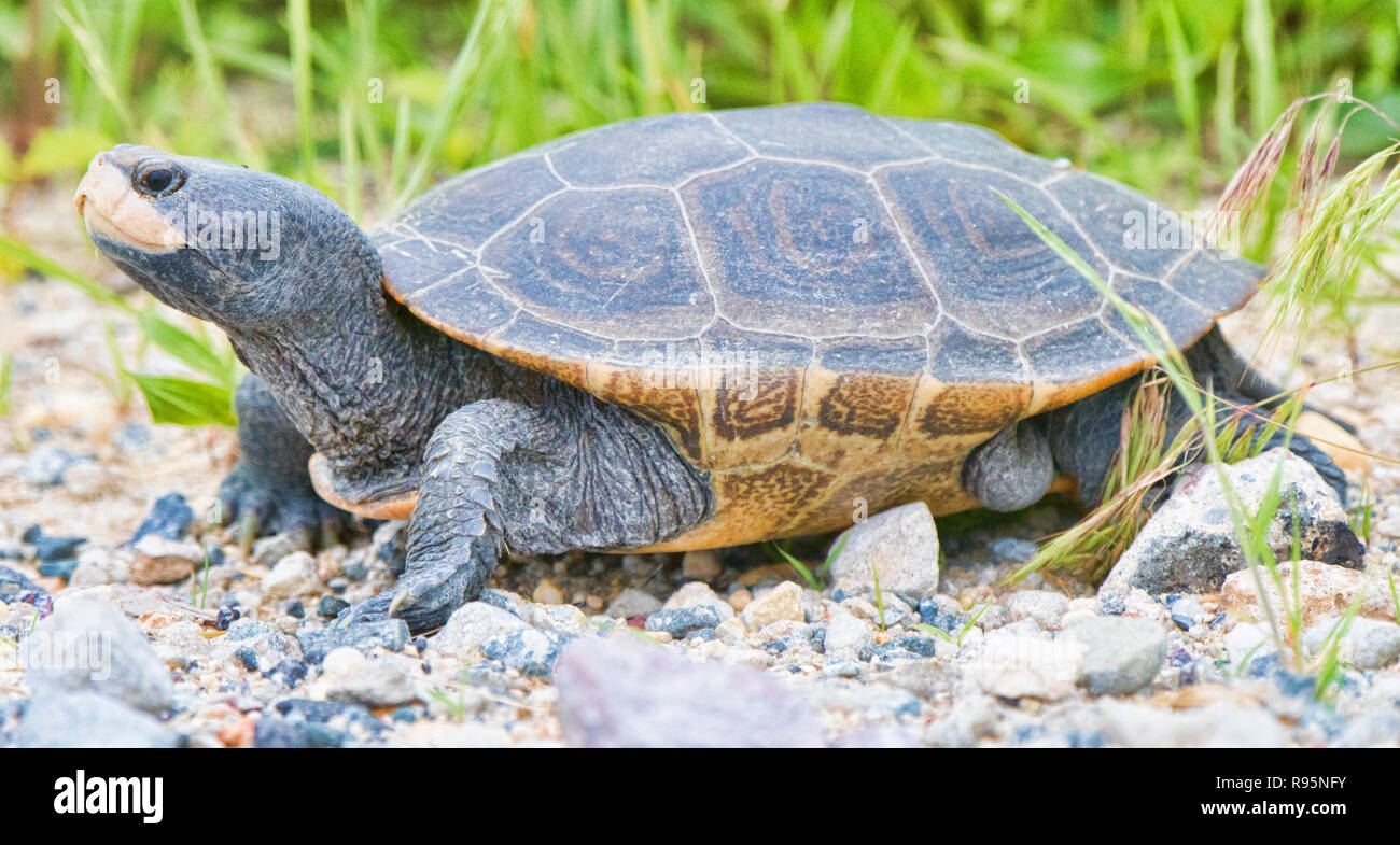 Diamondback turtle hi-res stock photography and images - Alamy
