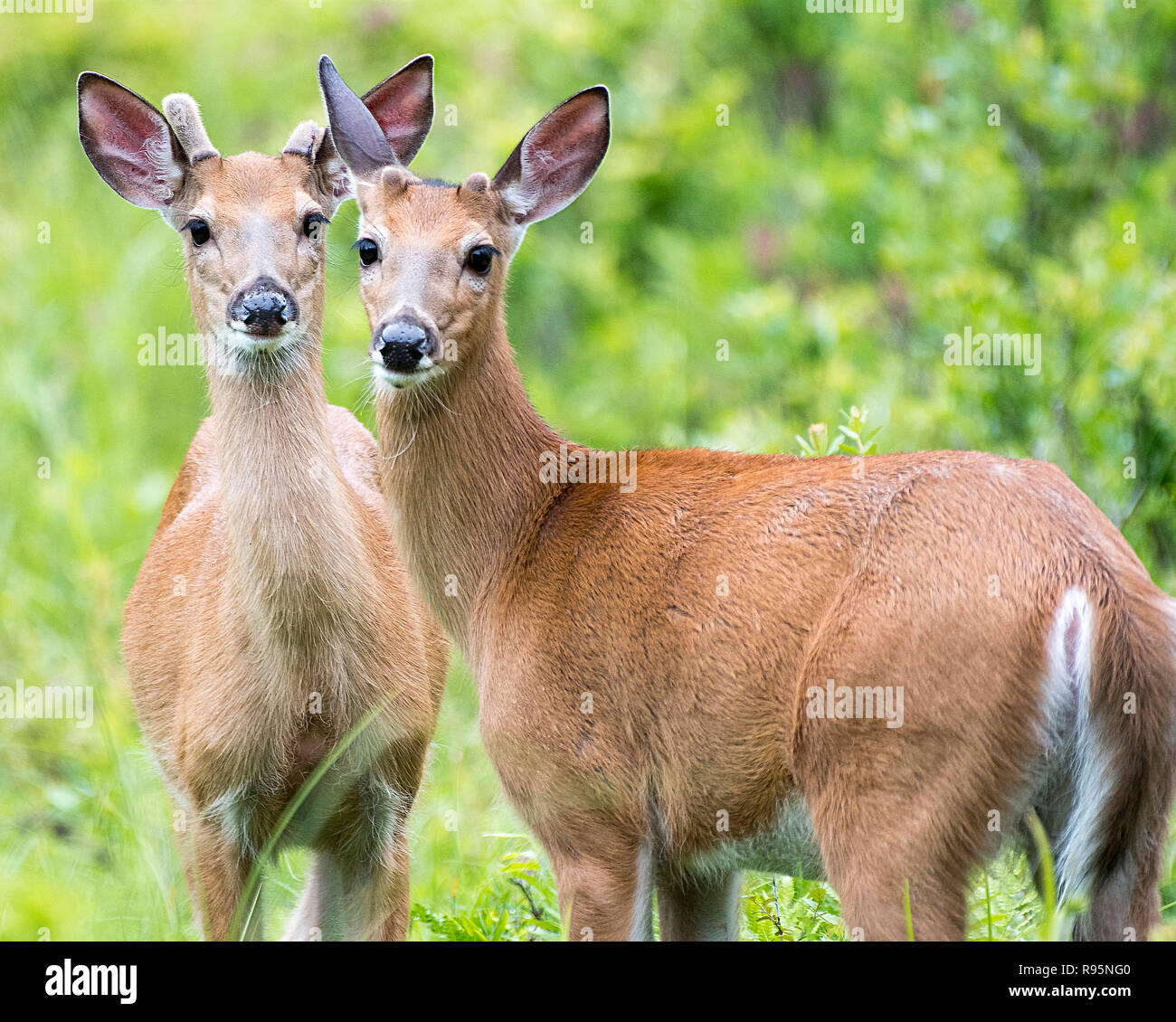 Twin Young Buck White-tailed Deer Stock Photo - Alamy