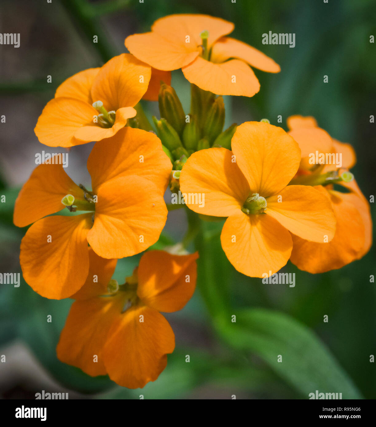 Geranium Flower Cluster Stock Photo - Alamy