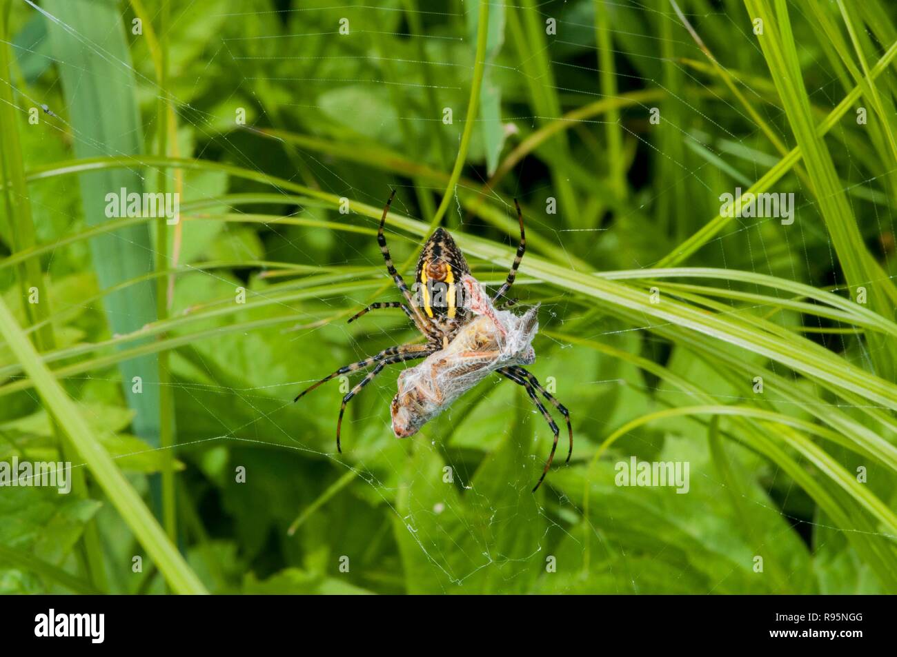 Vadnais Heights, Minnesota. Female Banded Argiope, 'Argiope trifasciata ...
