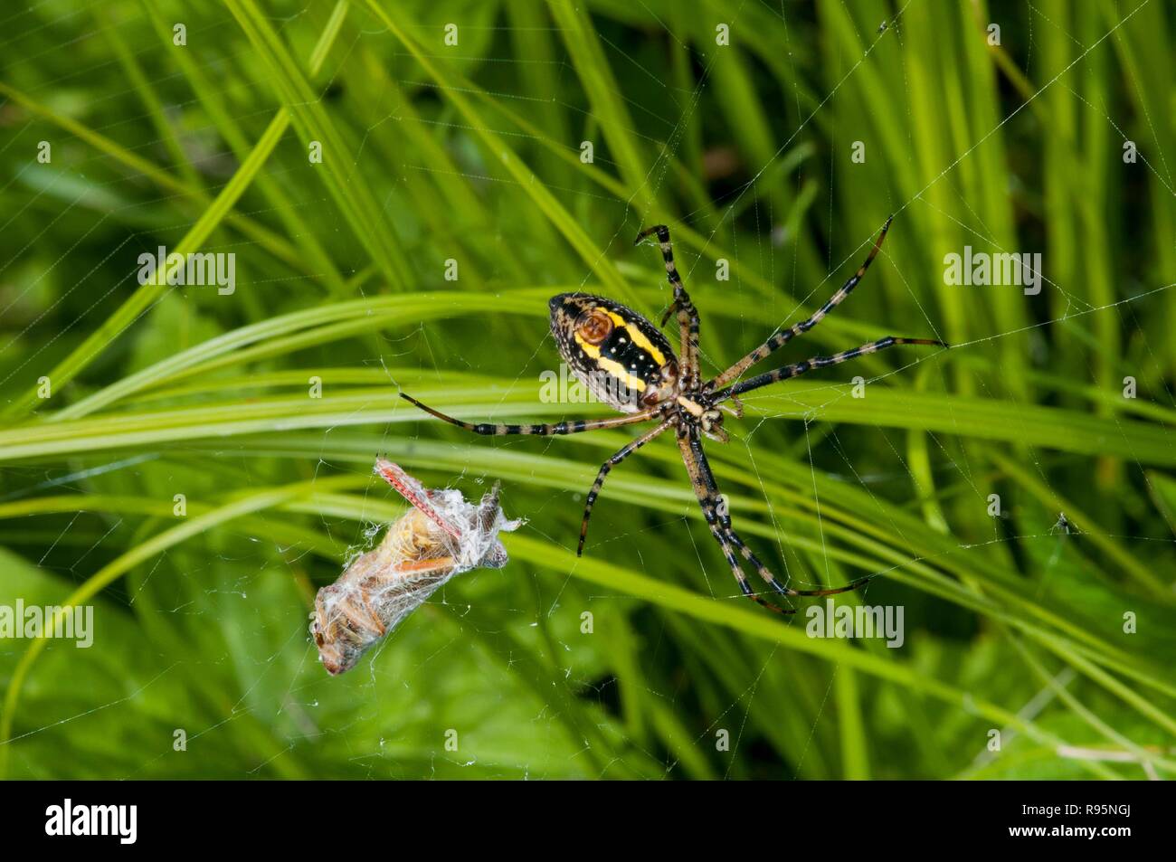 Vadnais Heights, Minnesota. Female Banded Argiope, 'Argiope trifasciata ...