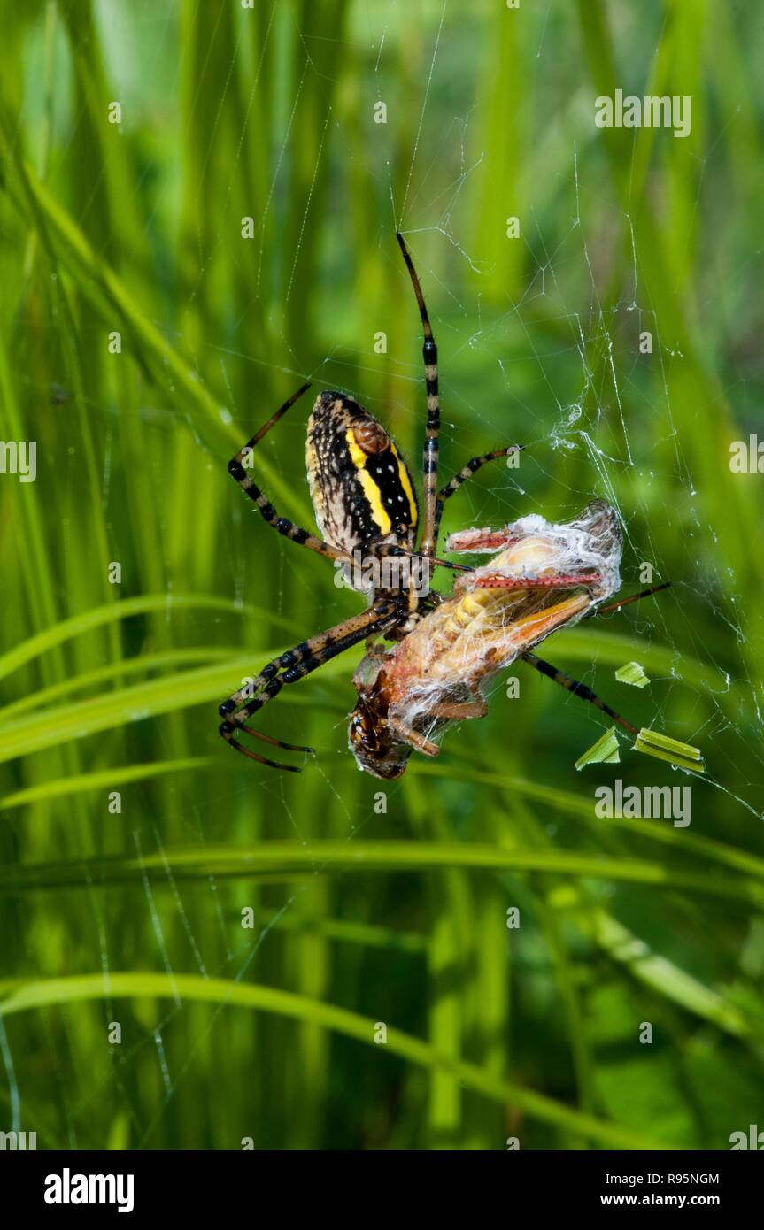 Vadnais Heights, Minnesota. Female Banded Argiope, 'Argiope trifasciata ...