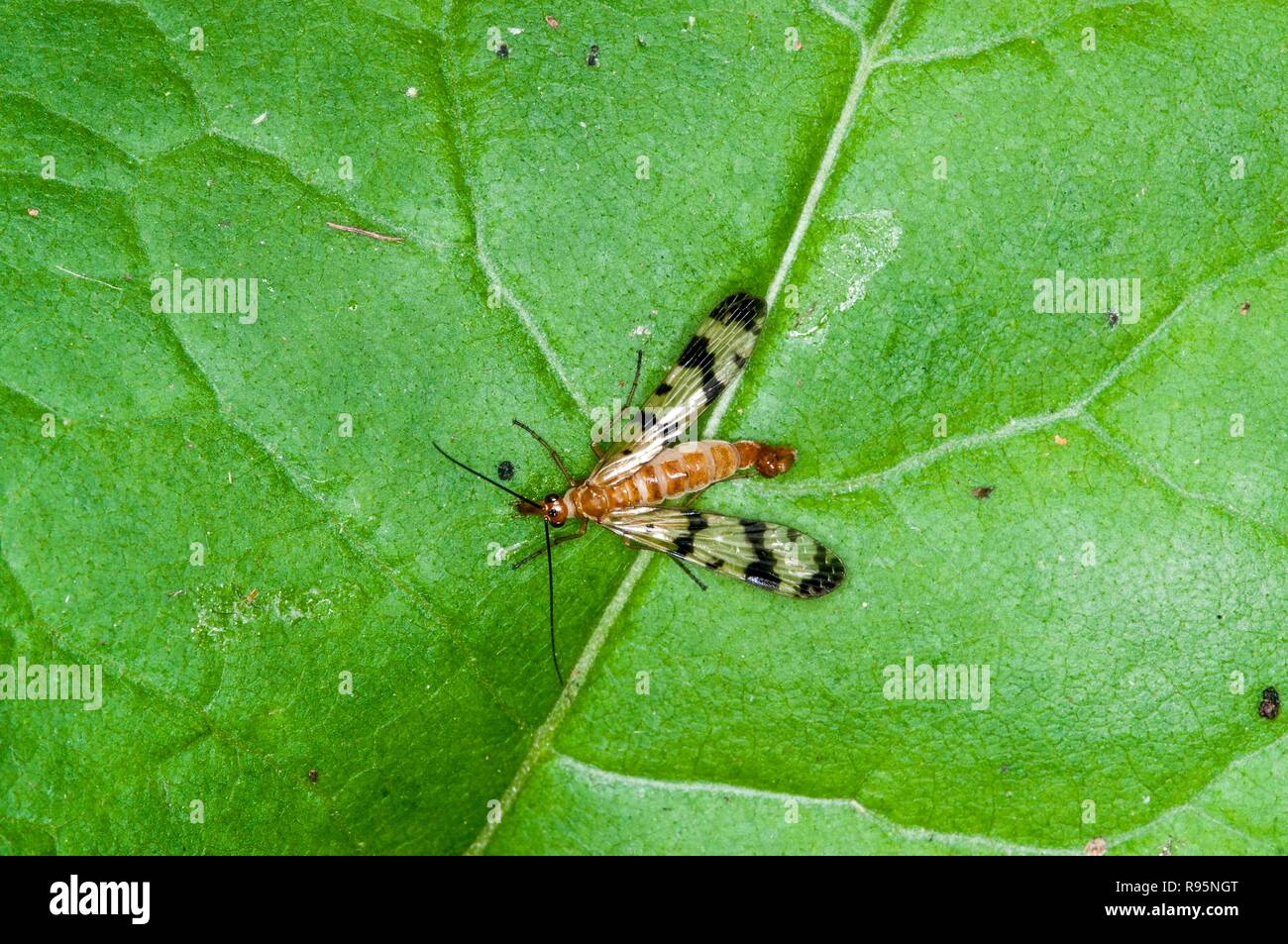 Wisconsin insect hi-res stock photography and images - Alamy