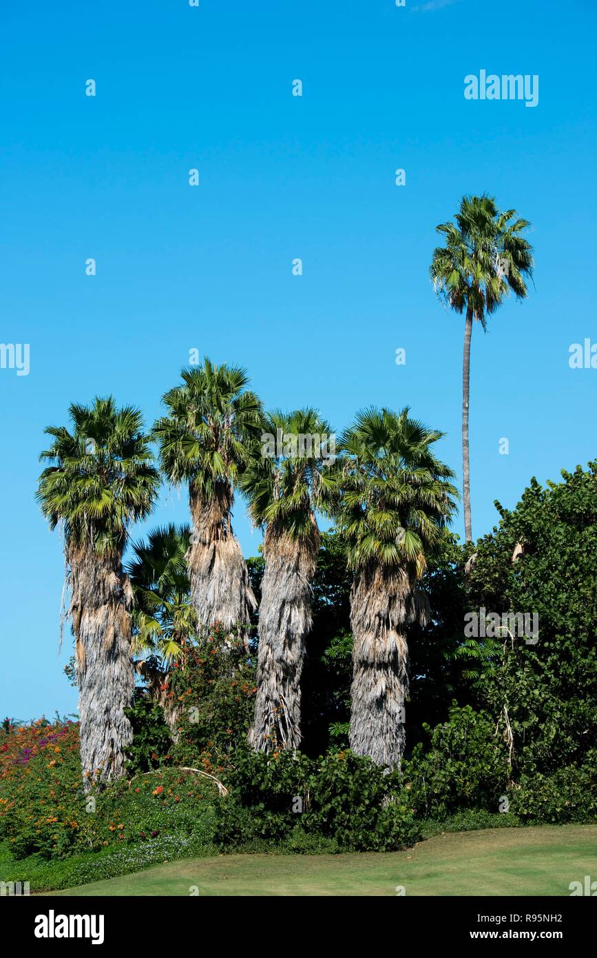 Maui trees hi-res stock photography and images - Alamy