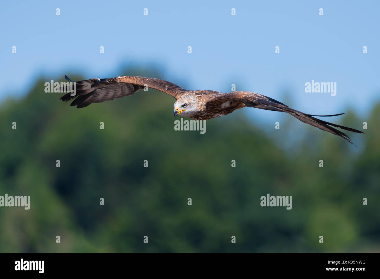Rotmilan im Flug, Milvus milvus, Red Kite flying Stock Photo - Alamy
