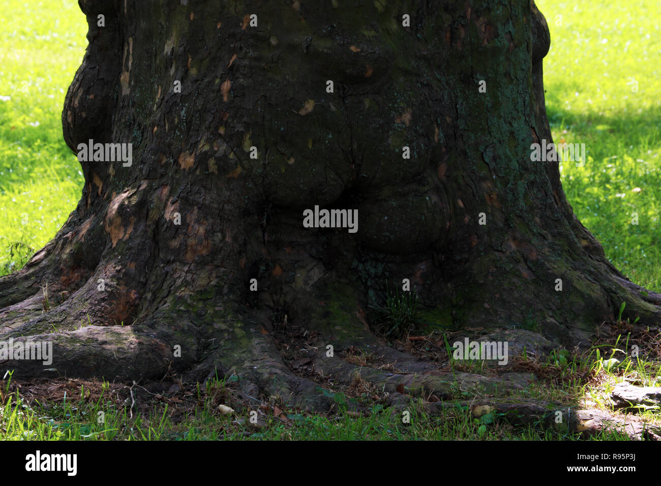 View in the tree top of an old single tree hi-res stock photography and ...