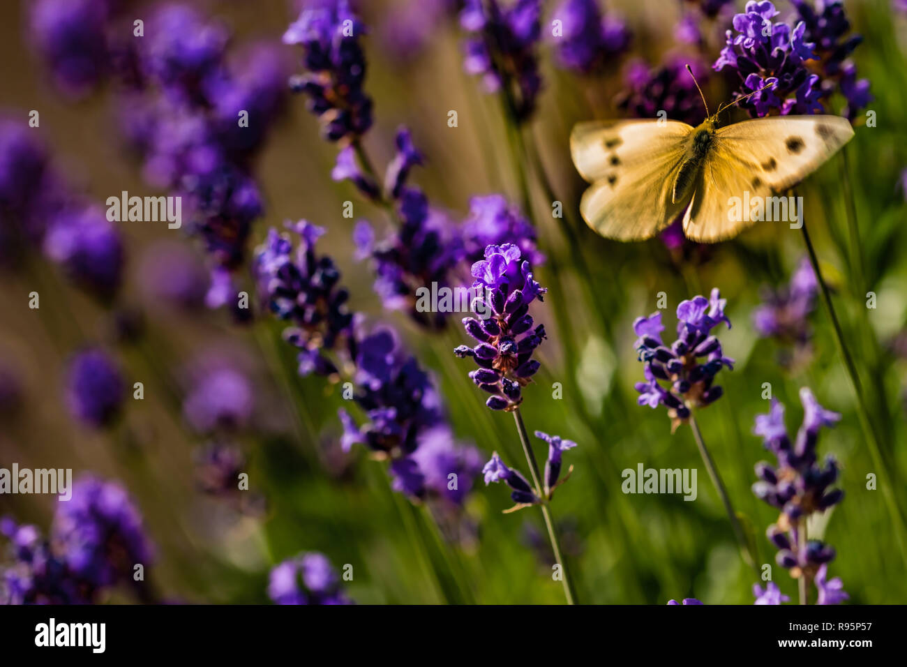 Lavender with butterfly Stock Photo - Alamy