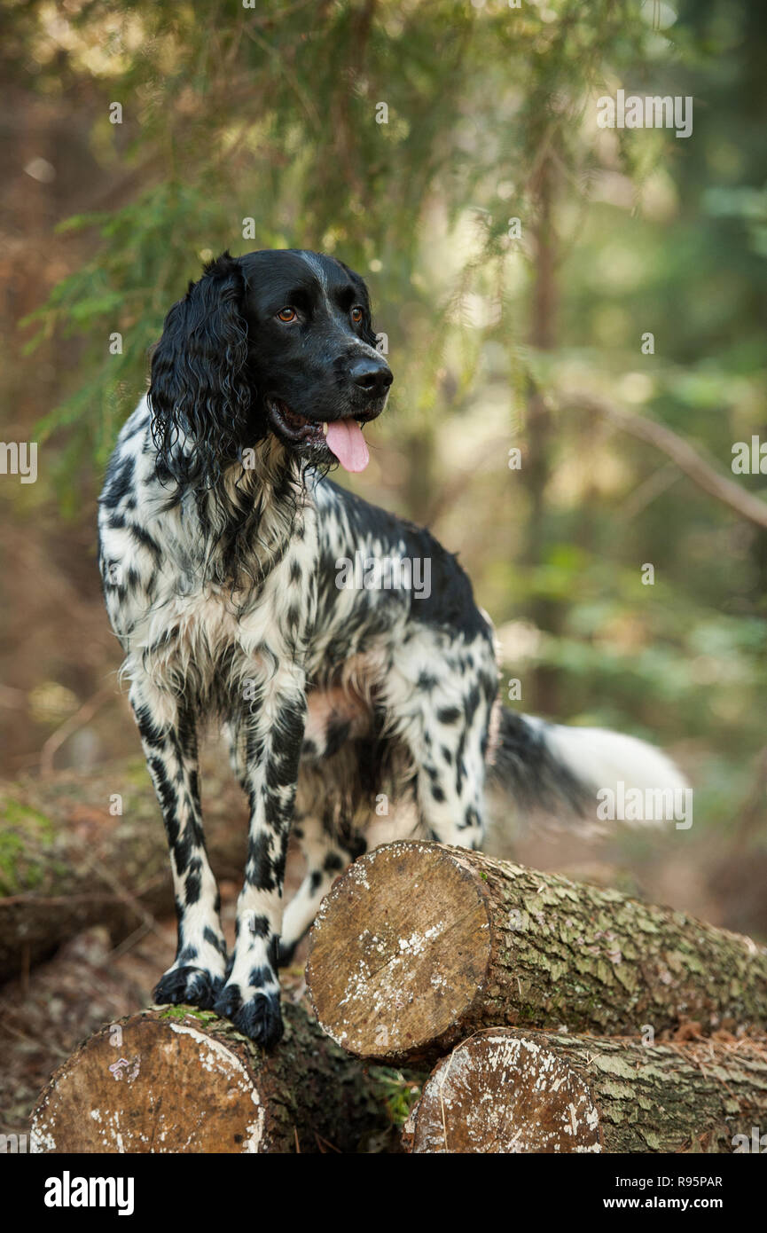 Dog by tree trunks hi-res stock photography and images - Alamy