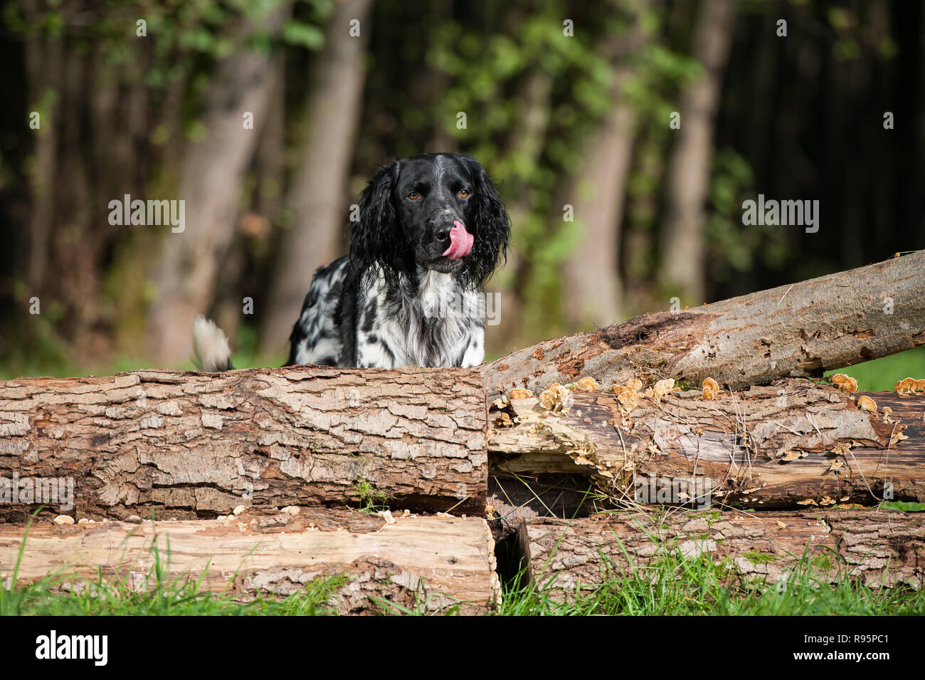 Dog By Tree Trunks High Resolution Stock Photography and Images - Alamy