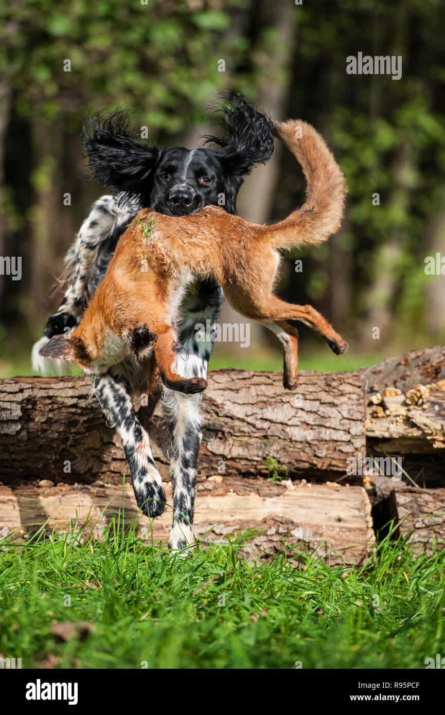 Munsterlander dog with a fox Stock Photo - Alamy