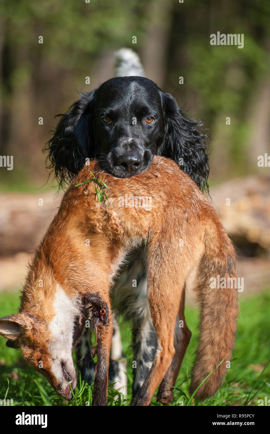Munsterlander dog with a fox Stock Photo - Alamy