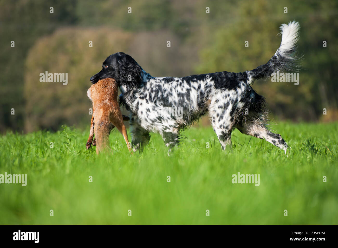 Munsterlander dog with a fox Stock Photo - Alamy