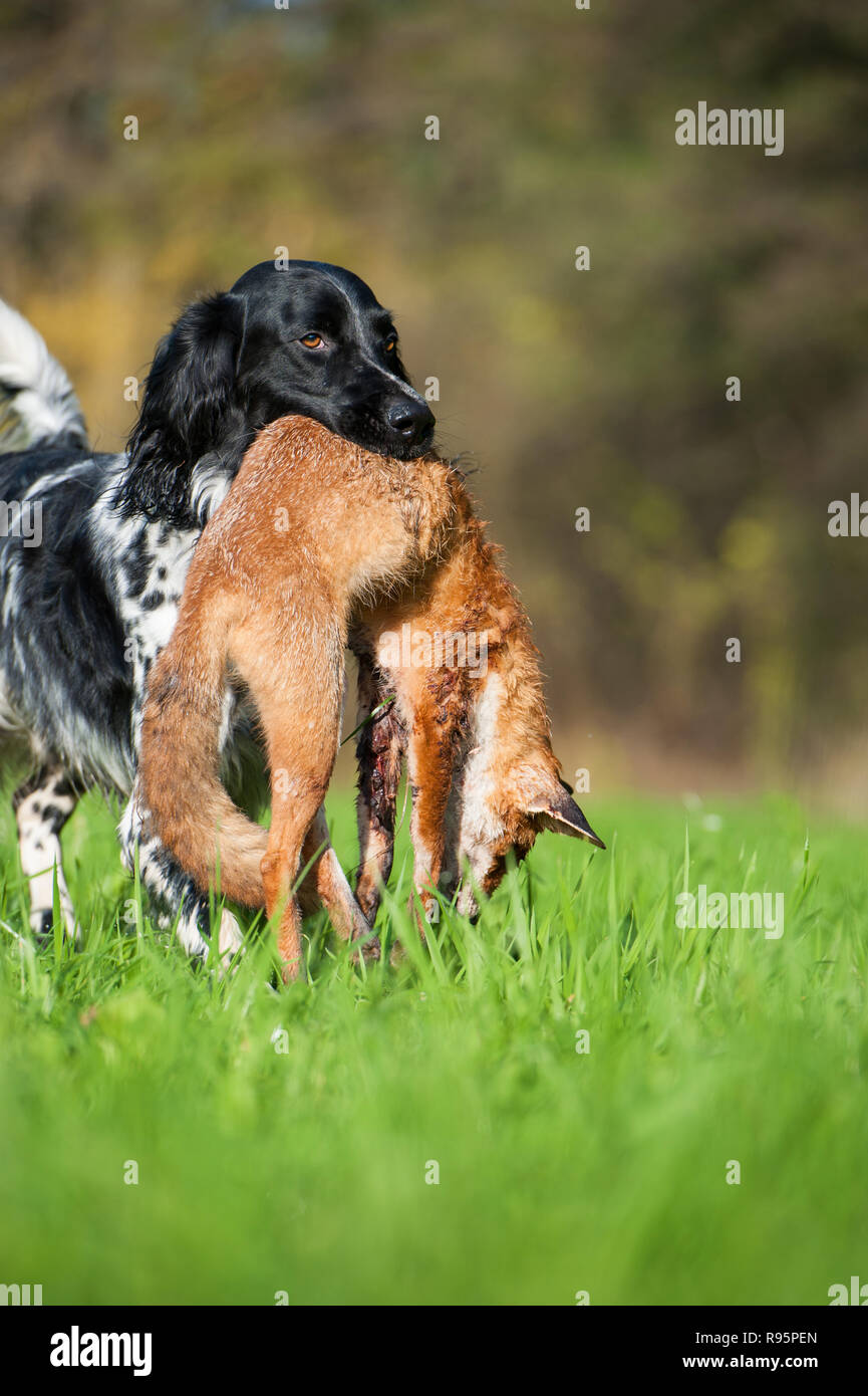 Munsterlander dog with a fox Stock Photo - Alamy