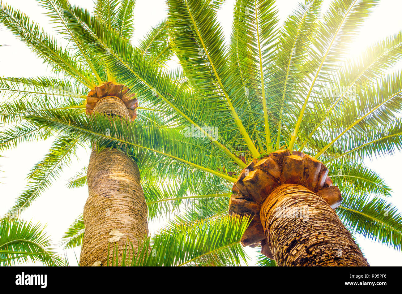 Closeup trees hi-res stock photography and images - Alamy