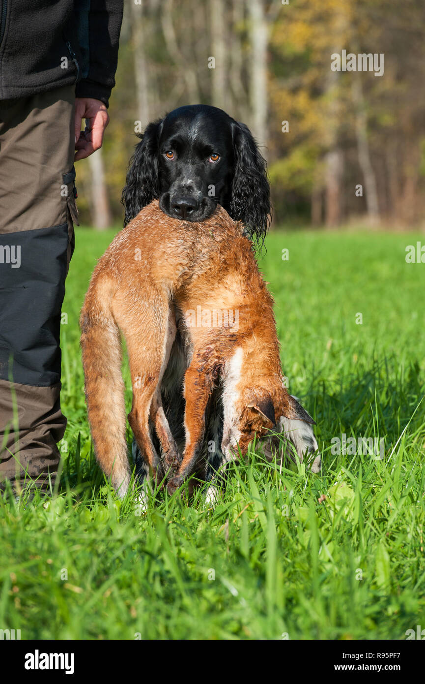Munsterlander dog with a fox Stock Photo - Alamy