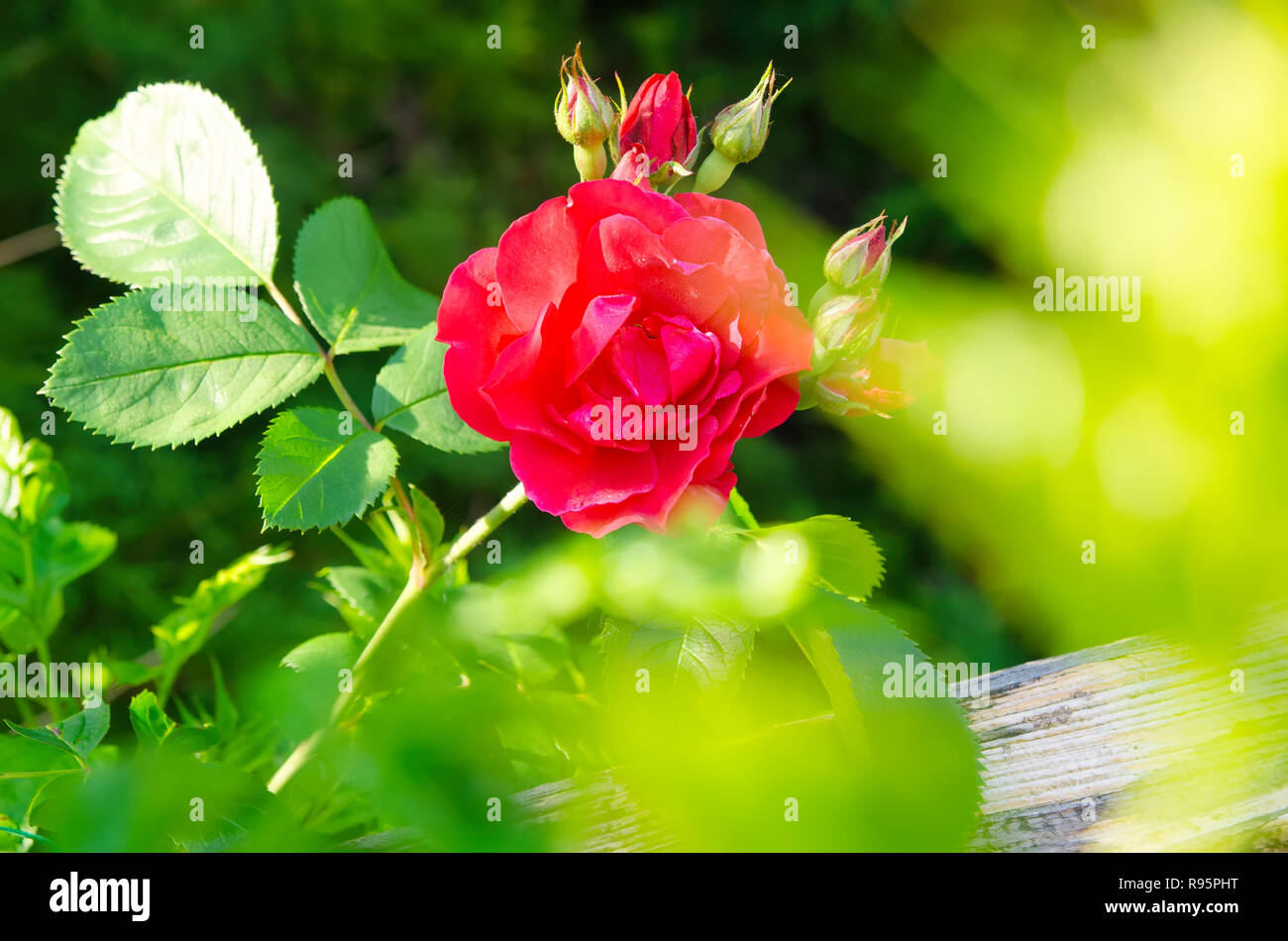 Garden red flower hi-res stock photography and images - Alamy