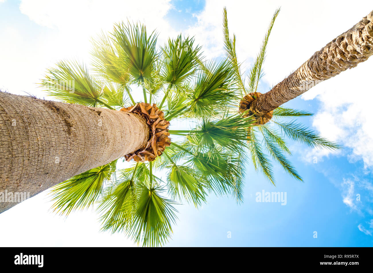 Palm trees with date fruit hi-res stock photography and images - Alamy