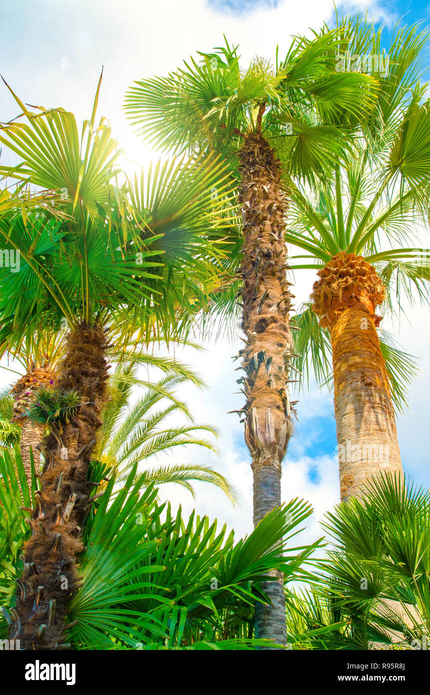 Close up date palm tree dates hi-res stock photography and images - Alamy