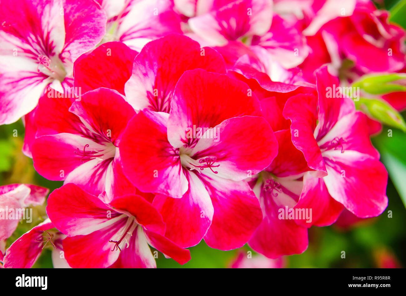 Garden red flower hi-res stock photography and images - Alamy