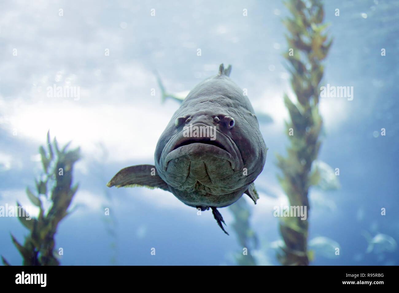 Big white grouper aquarium hi-res stock photography and images - Alamy