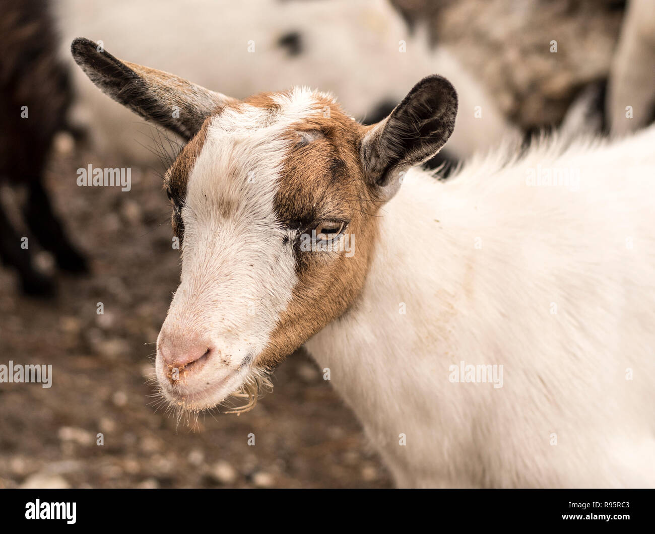 portrait of a goat Stock Photo - Alamy