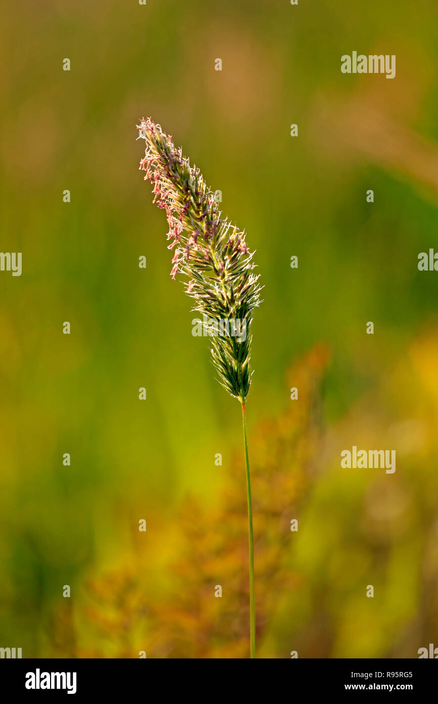 Hairy green weed hi-res stock photography and images - Alamy