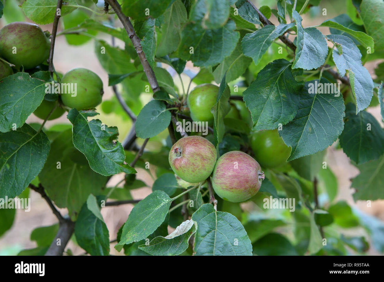 New zealand apple orchard hi-res stock photography and images - Alamy
