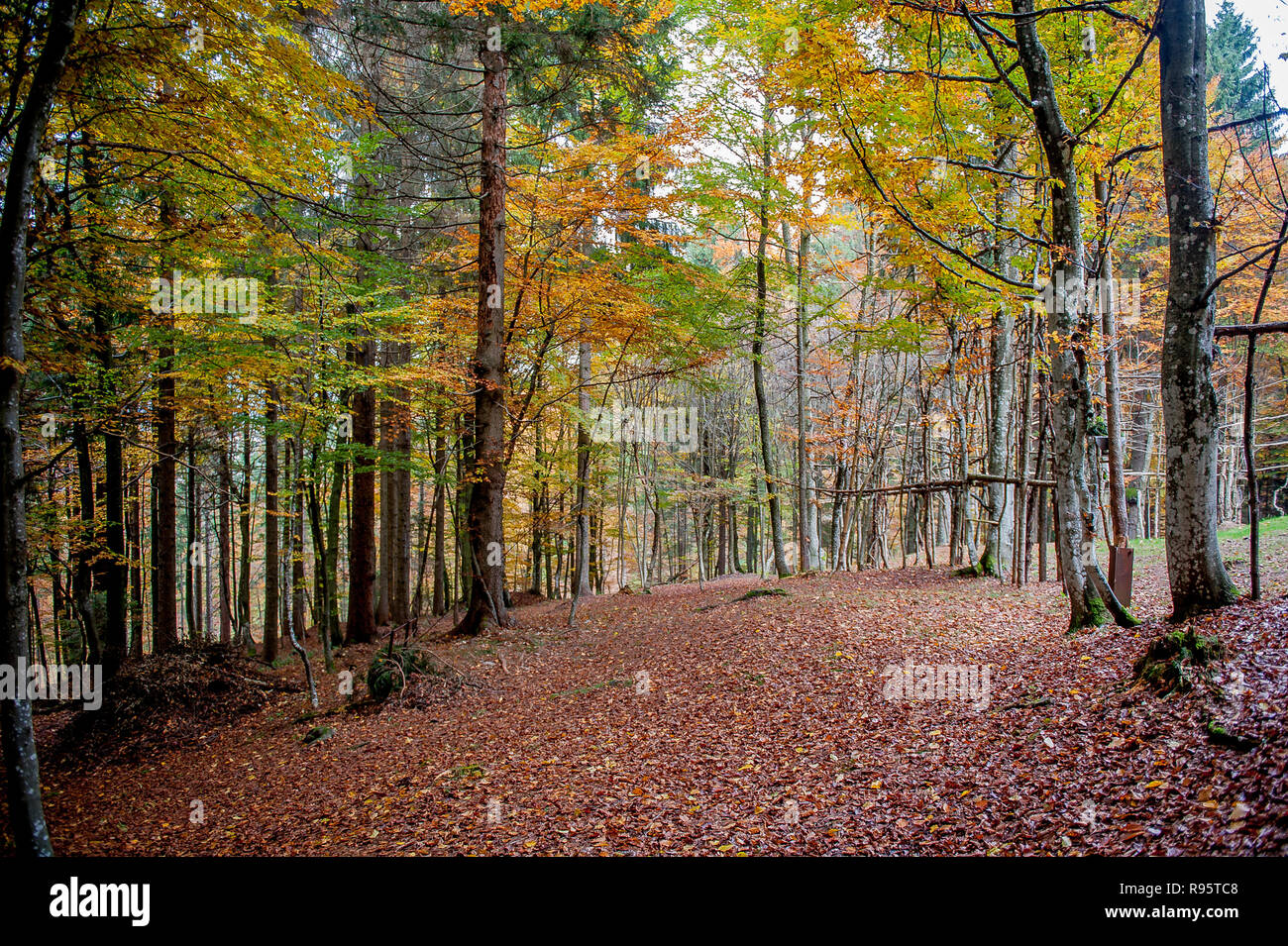 colors of the forest in autumn Stock Photo - Alamy