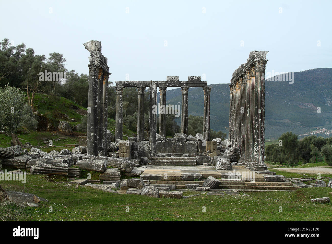 Columns of the ancient temple of Zeus at Euromos was an ancient city in ...