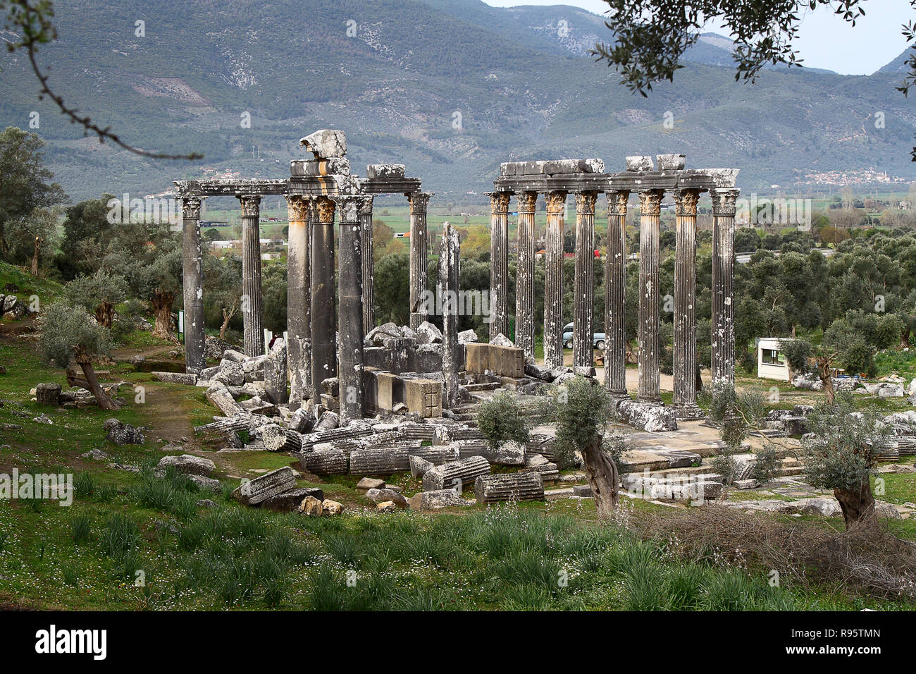 Columns of the ancient temple of Zeus at Euromos was an ancient city in ...