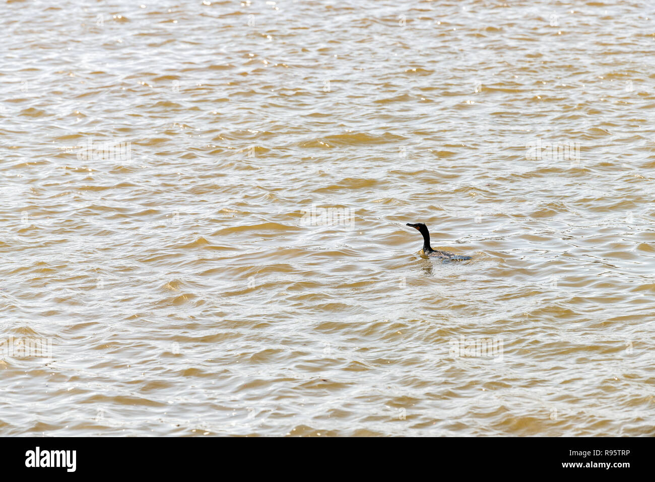 One double crested, double-crested cormorant bird swimming in Potomac ...