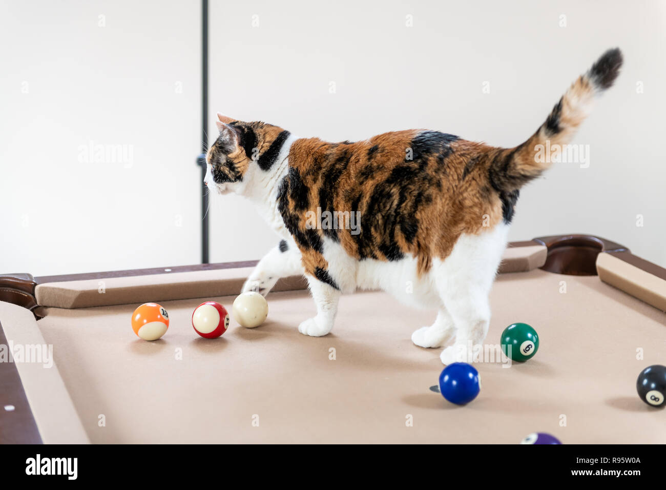 Curious calico cat walking, standing on top of billiard, pool table ...