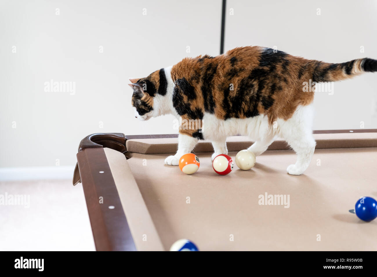Curious calico cat walking, standing on top of billiard, pool table ...