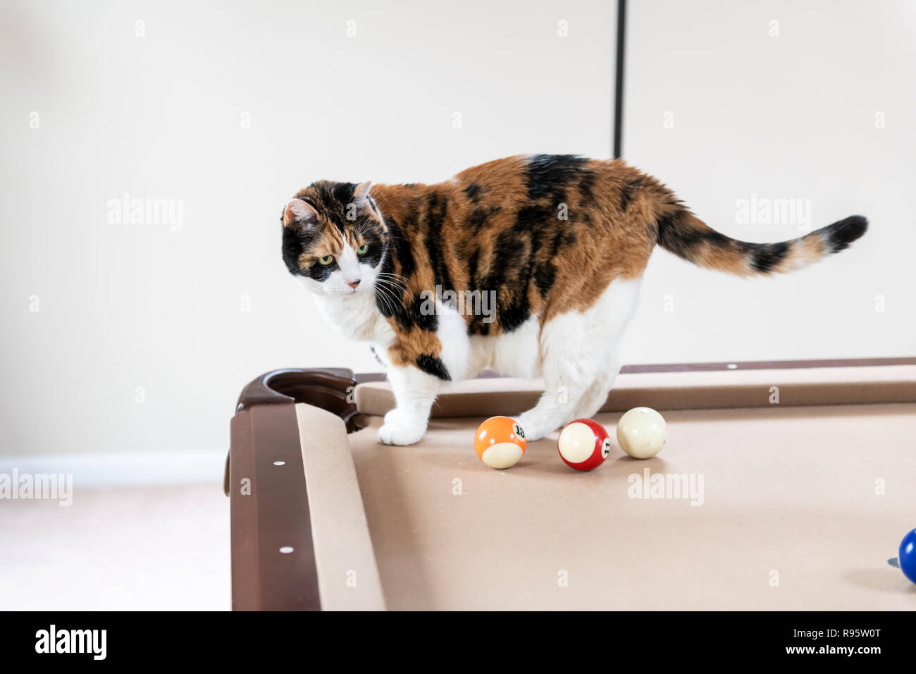 Curious calico cat standing on top of billiard, pool table, striking ...