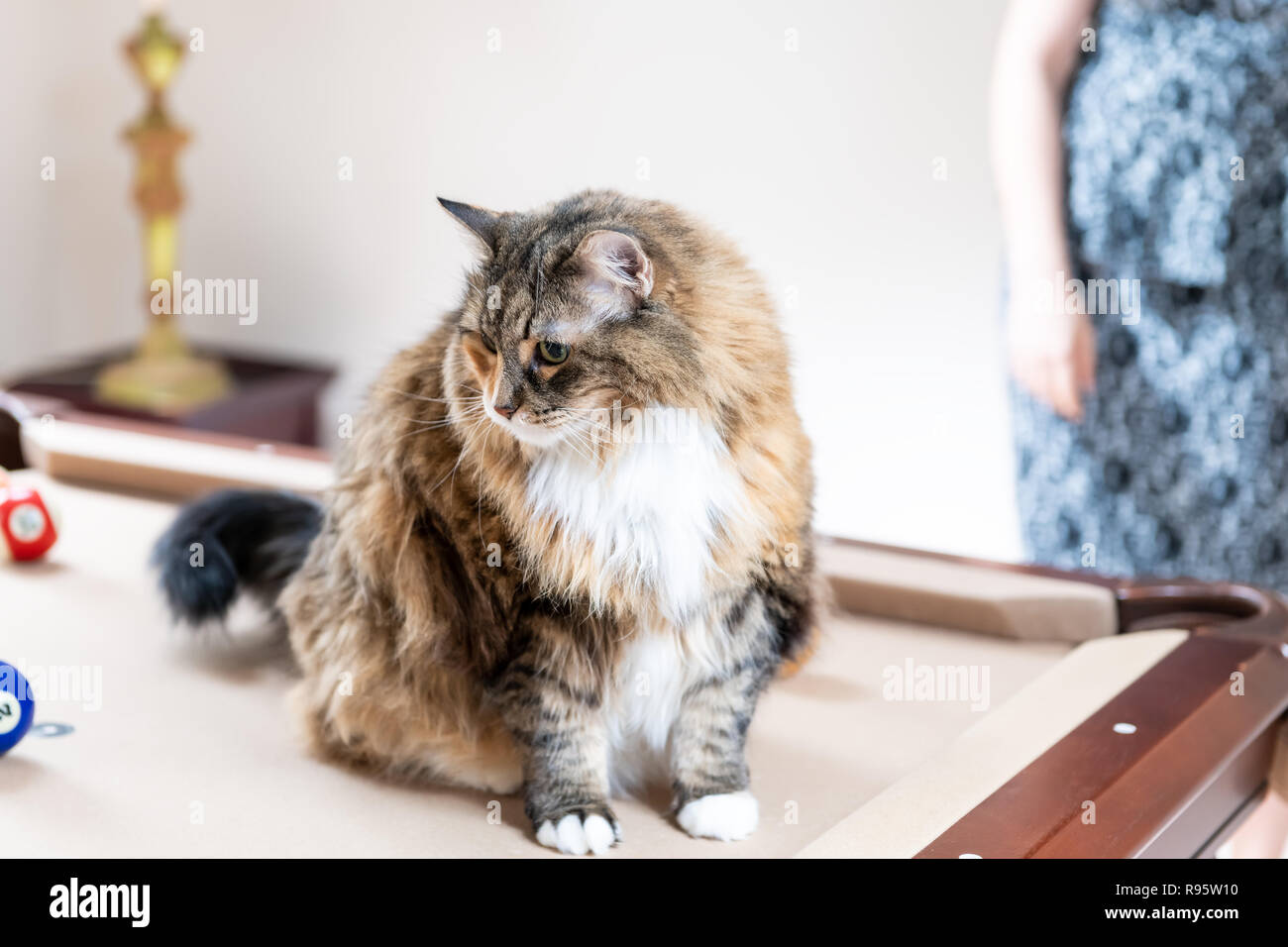 Curious maine coon cat sitting on top of billiard, pool table, game of ...
