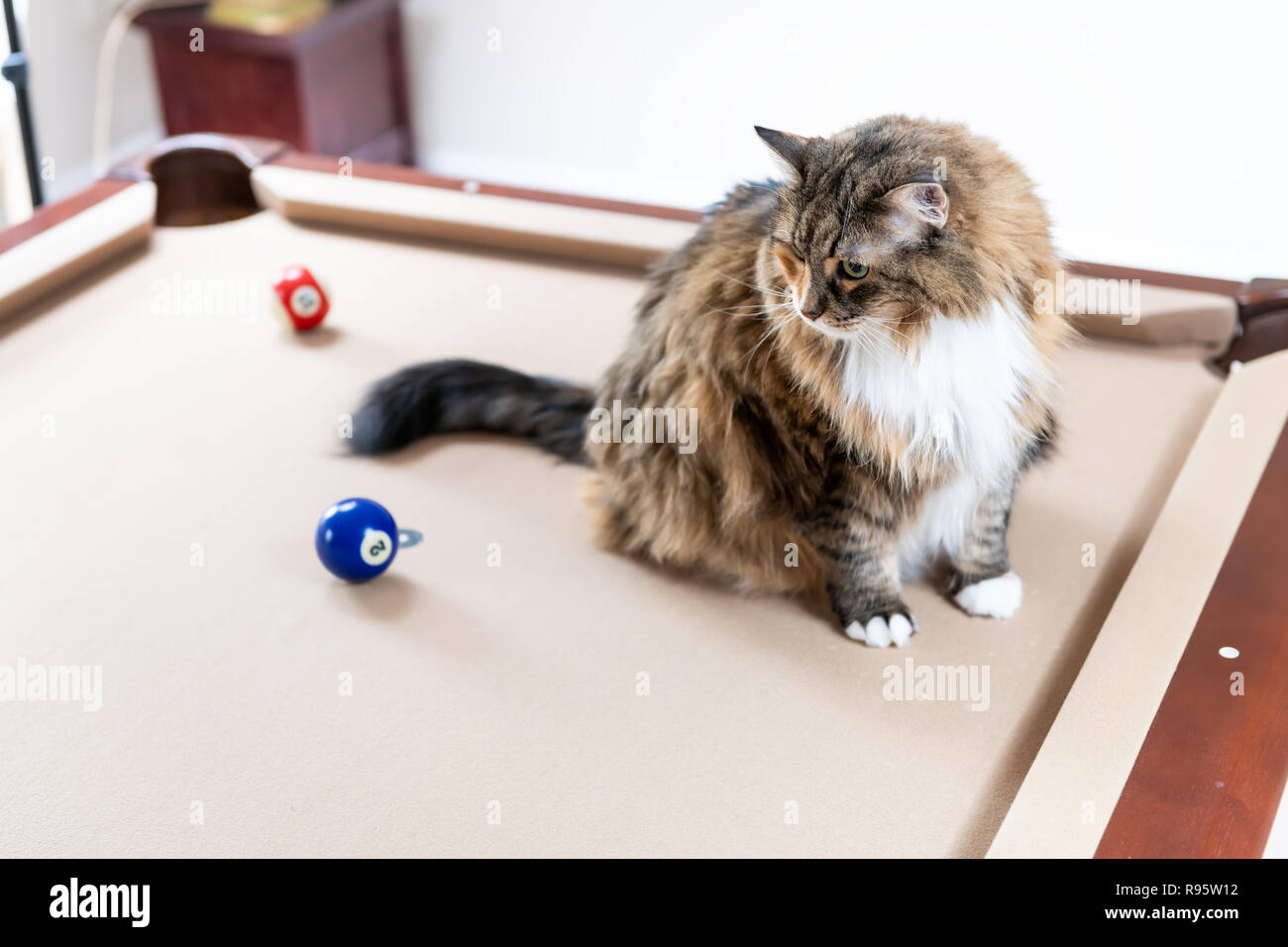 Curious maine coon cat sitting on top of billiard, pool table, game of ...