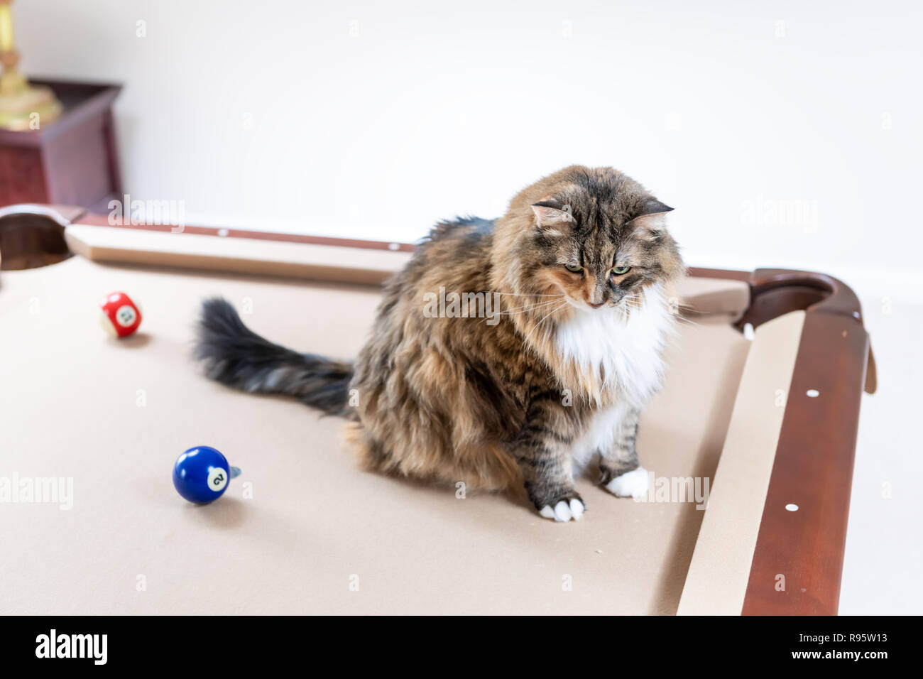 Curious maine coon cat sitting on top of billiard, pool table, game of ...