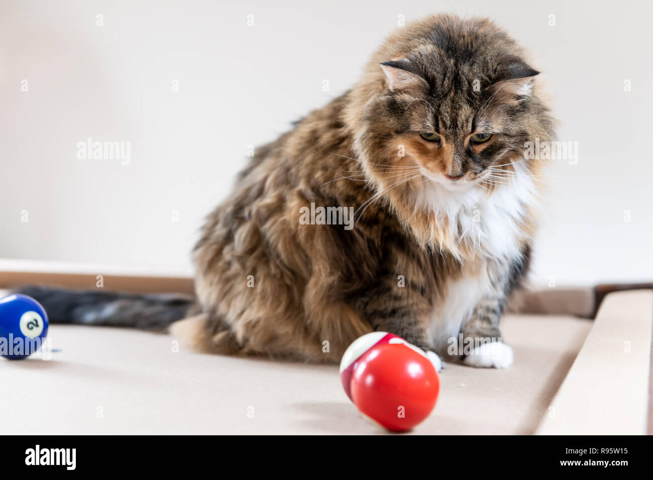 Curious maine coon cat sitting on top of billiard, pool table, game of ...