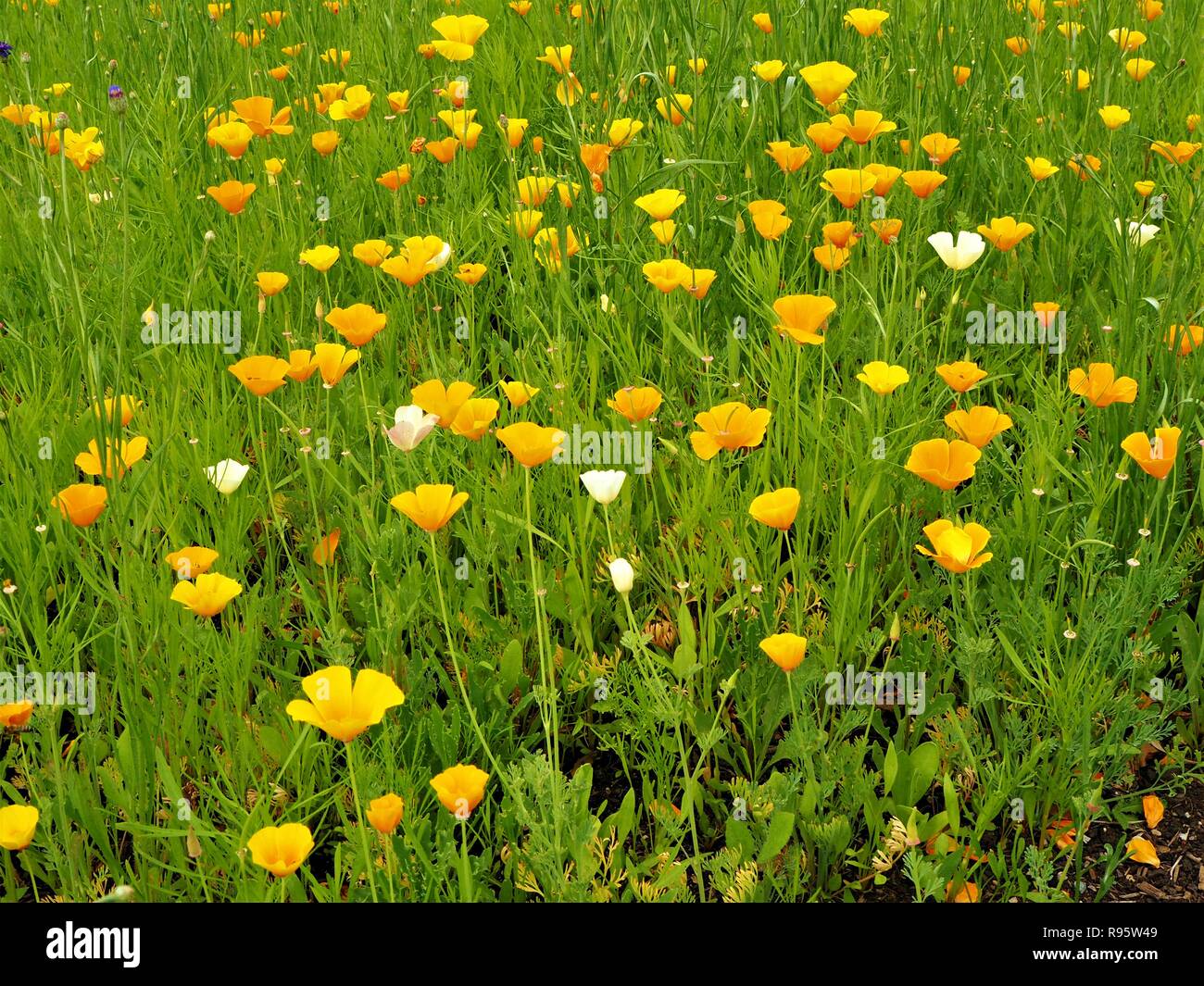 Mexican golden poppies (Eschscholzia californica mexicana) growing in a ...