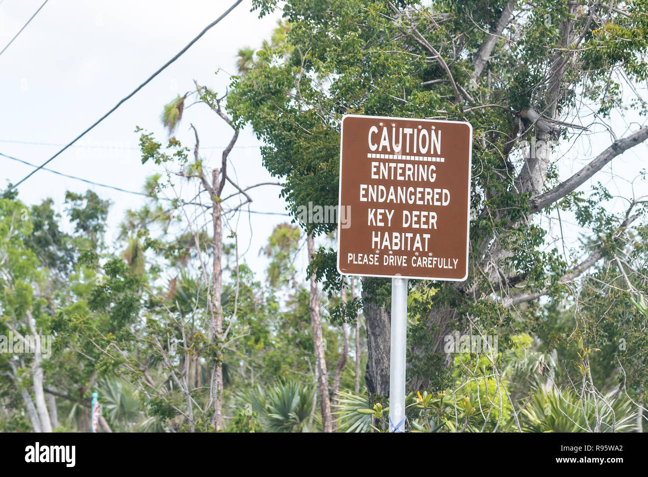 Brown color warning sign in Big Pine Key at National Deer habitat about ...