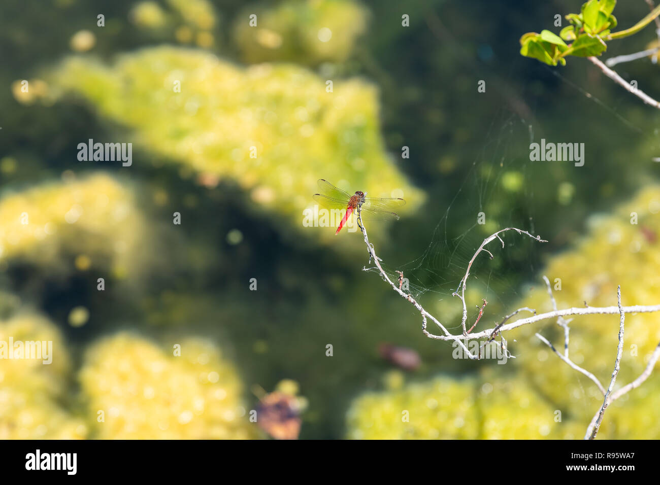 Red dragonfly back sitting on dry tree, bush branch, green leaves in ...